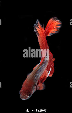 Front view of a Siamese fighting fish, Betta splendens, against white ...