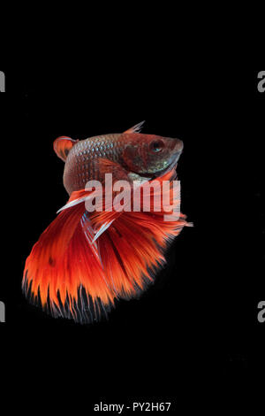 Front view of a Siamese fighting fish, Betta splendens, against white ...