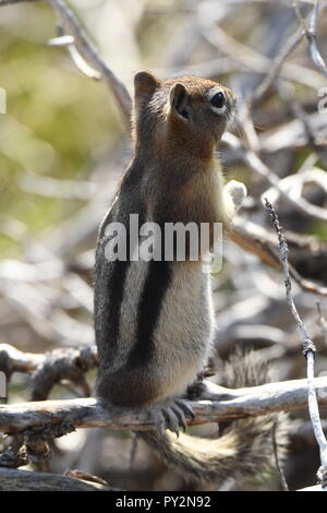 squirrel in Yellowstone National Park in united states of america Stock ...