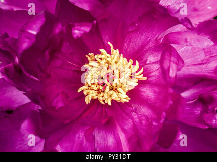 Nahaufnahme einer Pfingstrose Stock Photo - Alamy