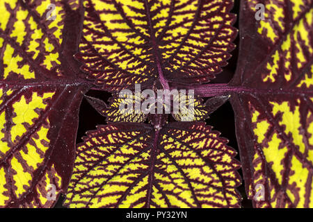 A macro photo of coleus solenostemon, alos known as fishnet stockings ...