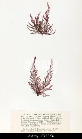 Callithamnion tetragonum Crouan Stock Photo - Alamy