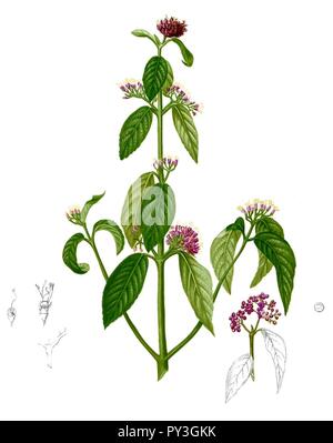 (Callicarpa formosana formosana Stock Photo - Alamy