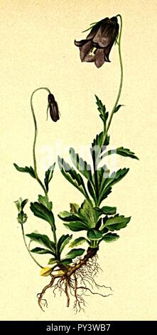 Campanula pulla L Stock Photo - Alamy