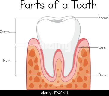Parts of a tooth diagram illustration Stock Vector Image & Art - Alamy