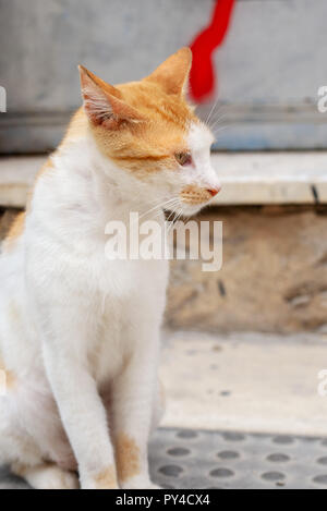 White cat sitting on weathered stone lion statue in overgrown cemetery ...