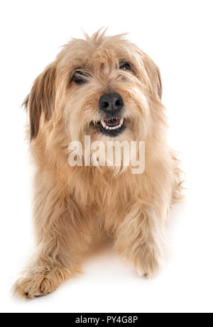 Pyrenean Shepherd in front of white background Stock Photo - Alamy