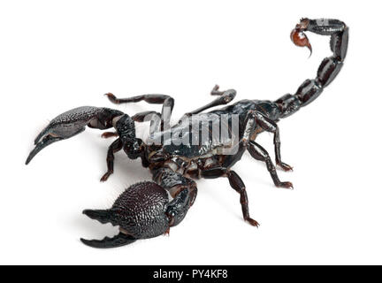 Emperor scorpion (Pandinus imperator), a species of scorpion native to ...