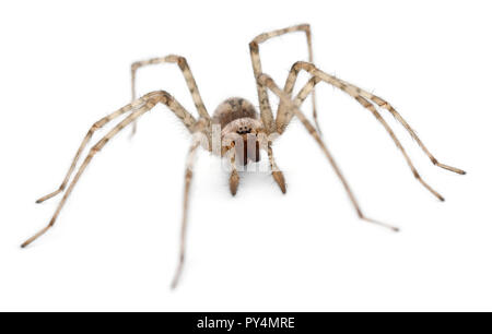 Cardinal spider, Tegenaria parietina, in front of white background ...