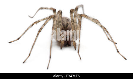 Cardinal spider, Tegenaria parietina, in front of white background ...