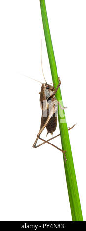A vertical shot of a katydid on a white door frame Stock Photo - Alamy