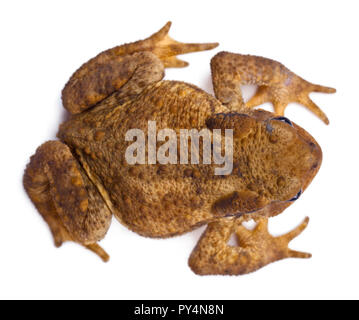 High angle shot of a common toad on the stone Stock Photo - Alamy