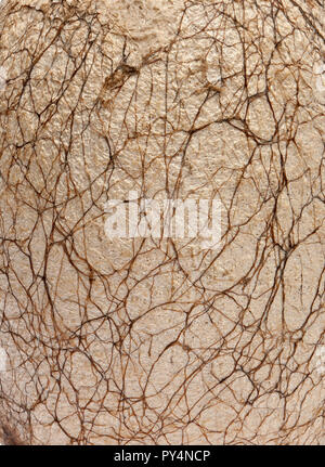 South India Small Tussore, Antheraea paphia, chrysalis, inside shell ...