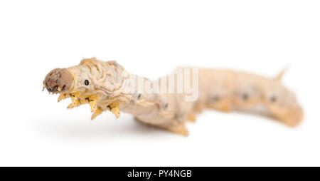 Silkworm larvae, Bombyx mori, against white background Stock Photo - Alamy