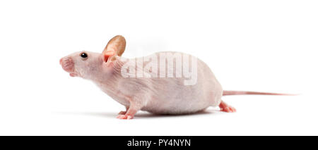 Hairless mouse, Mus musculus, against white background Stock Photo - Alamy