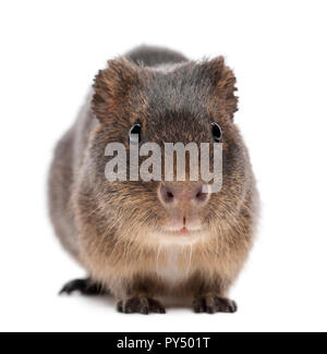 A brown greater guinea pig (cavia magna) enjoying some grass and reed ...