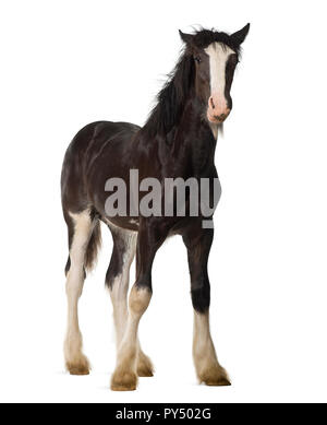 Shire horse foal standing against white background Stock Photo - Alamy