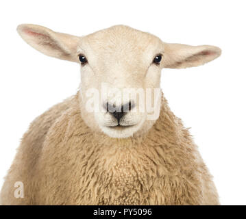 Close-up of sheep's head looking at camera while grazing on pasture Stock Photo - Alamy