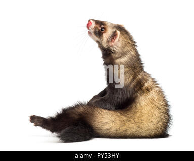 Side view of Ferret, 7 months old, walking against white background ...