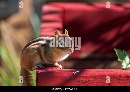 Tamia Rayé, Chipmunk Estrie Québec Canada Automne Stock Photo - Alamy
