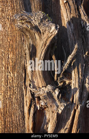 Juniper forms and textures Stock Photo - Alamy