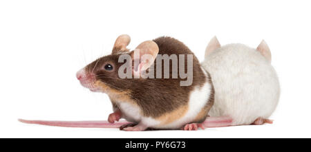 house mouse (Mus musculus), albino mouseon white subsurface, captive ...