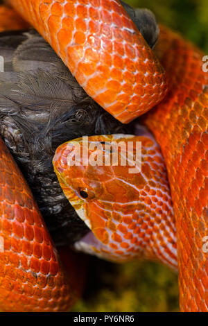 Corn snake, Pantherophis guttatus, attempting to eat American robin ...
