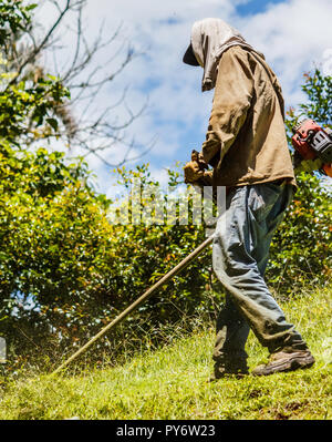 Man mowing his lawn with a grass cutter Stock Photo - Alamy