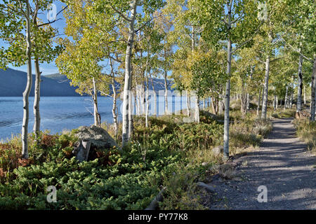 Quaking Aspen Grove 'Pando Clone' , also known as Trembling Giant ...