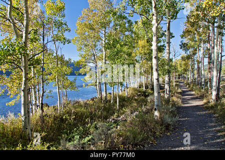 Quaking Aspen Grove 'Pando Clone' , also known as Trembling Giant ...