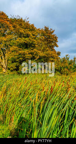 Howth Castle and Grounds Stock Photo - Alamy