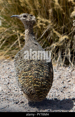 Bird in Lauca National Park, Chile, South America Stock Photo - Alamy