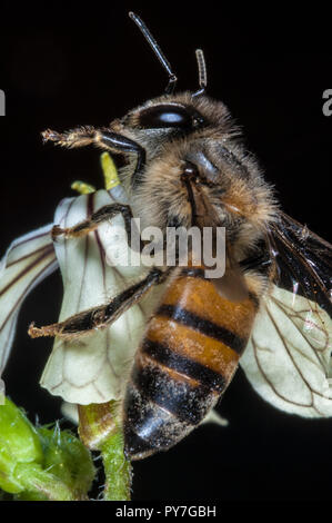 Africanised honey bee (Apis mellifera scutellata) on a Turnera subulata ...