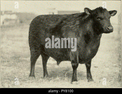 "Supremacy of Aberdeen-Angus cattle; results of leading fat stock shows ...