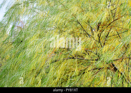 Branches of weeping willow tree falling down in park. Wetland willow ...