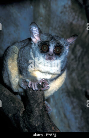 Senegal bushbaby - Galago senegalensis also Senegal galago, Lesser ...