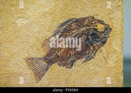 Fossil of extinct perch fish (Priscacara sp) from the Eocene period ...