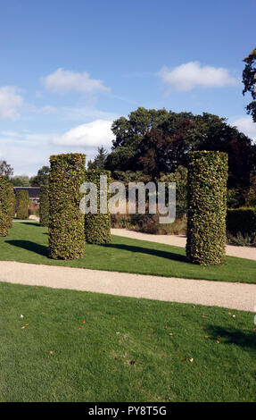 FAGUS SYLVATICA. BEECH COLUMNS. TOPIARY Stock Photo - Alamy