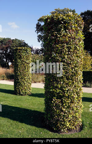 FAGUS SYLVATICA. BEECH COLUMNS. TOPIARY Stock Photo - Alamy
