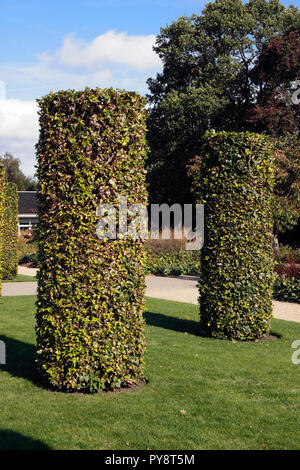 FAGUS SYLVATICA. BEECH COLUMNS. TOPIARY Stock Photo - Alamy