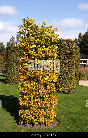 FAGUS SYLVATICA. BEECH COLUMNS. TOPIARY Stock Photo - Alamy