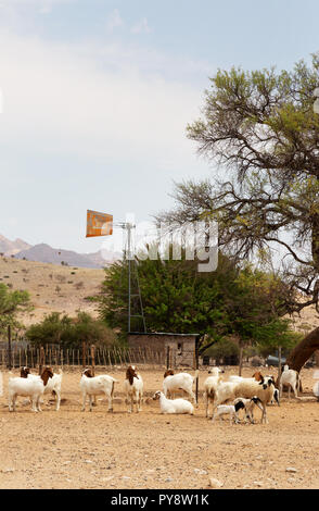Namibia farming - goats on a farm with farm buildings, Solitaire ...