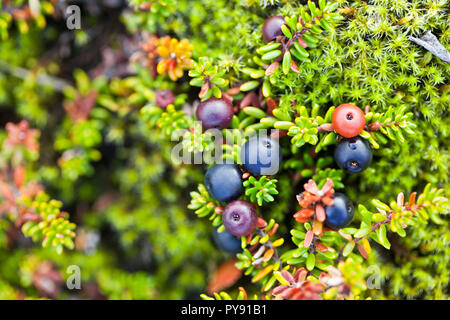 Crowberries, Iceland. Crowberry (Empetrum) is a small genus of dwarf ...