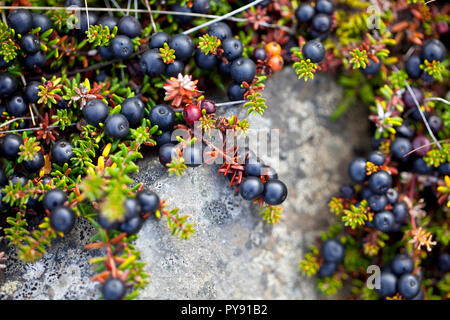 Crowberries, Iceland. Crowberry (Empetrum) is a small genus of dwarf ...