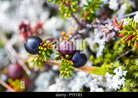 Crowberries, Iceland. Crowberry (Empetrum) is a small genus of dwarf ...