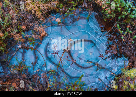 Frosted plants on the forest meadow at sunset Stock Photo - Alamy