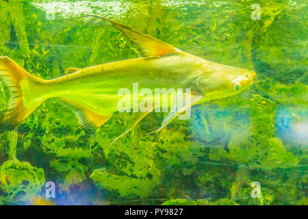 Cute giant pangasius, paroon shark, pangasid-catfish or Chao Phraya ...