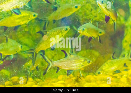 Cute burnt-tailed barb fish (Balantiocheilos ambusticauda), also known ...