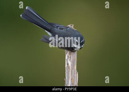 Fantail bird rhipidura fuliginosa perched on a silver fern tree frond ...