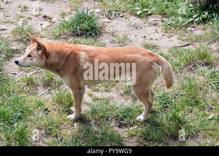 this is a side view of a golden dingo Stock Photo - Alamy